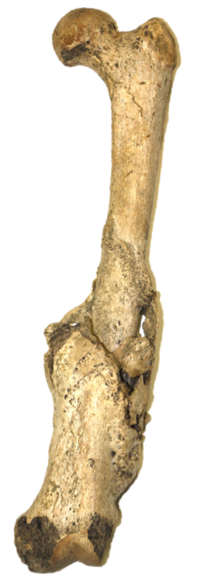 Stories From Bones – A collaborative outreach initiative between the ...