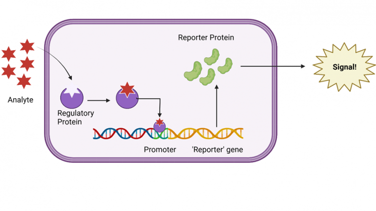 Engineering the Invisible: the link between microbes and biosensors ...